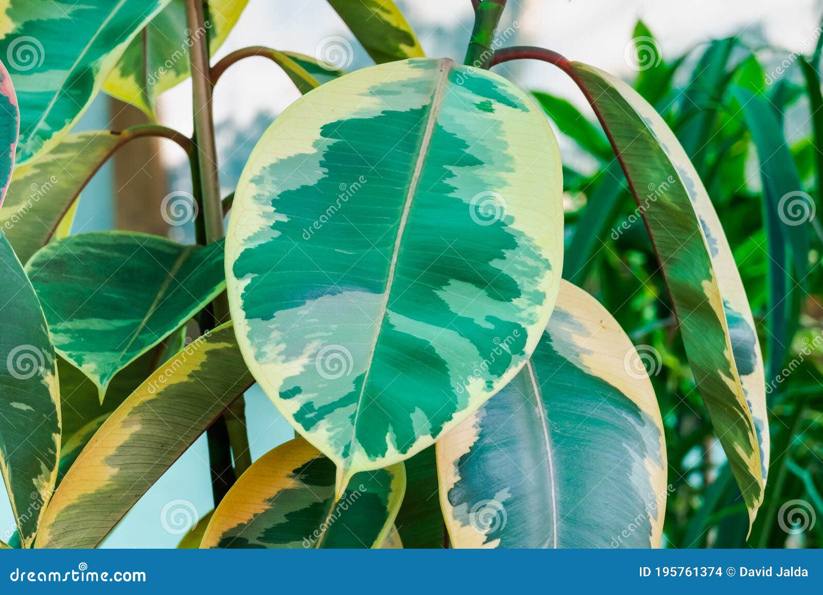 Ficus Elastica Ruby Variegated Rubber Tree Stock Photo - Image of ...