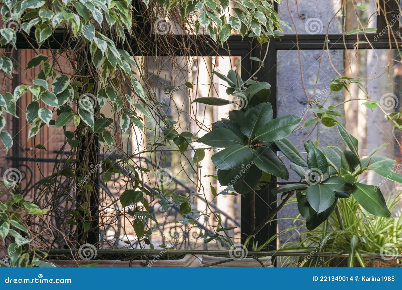 Ficus Elastica S and Ficus Benjamin S Leaves in Front of the Window ...