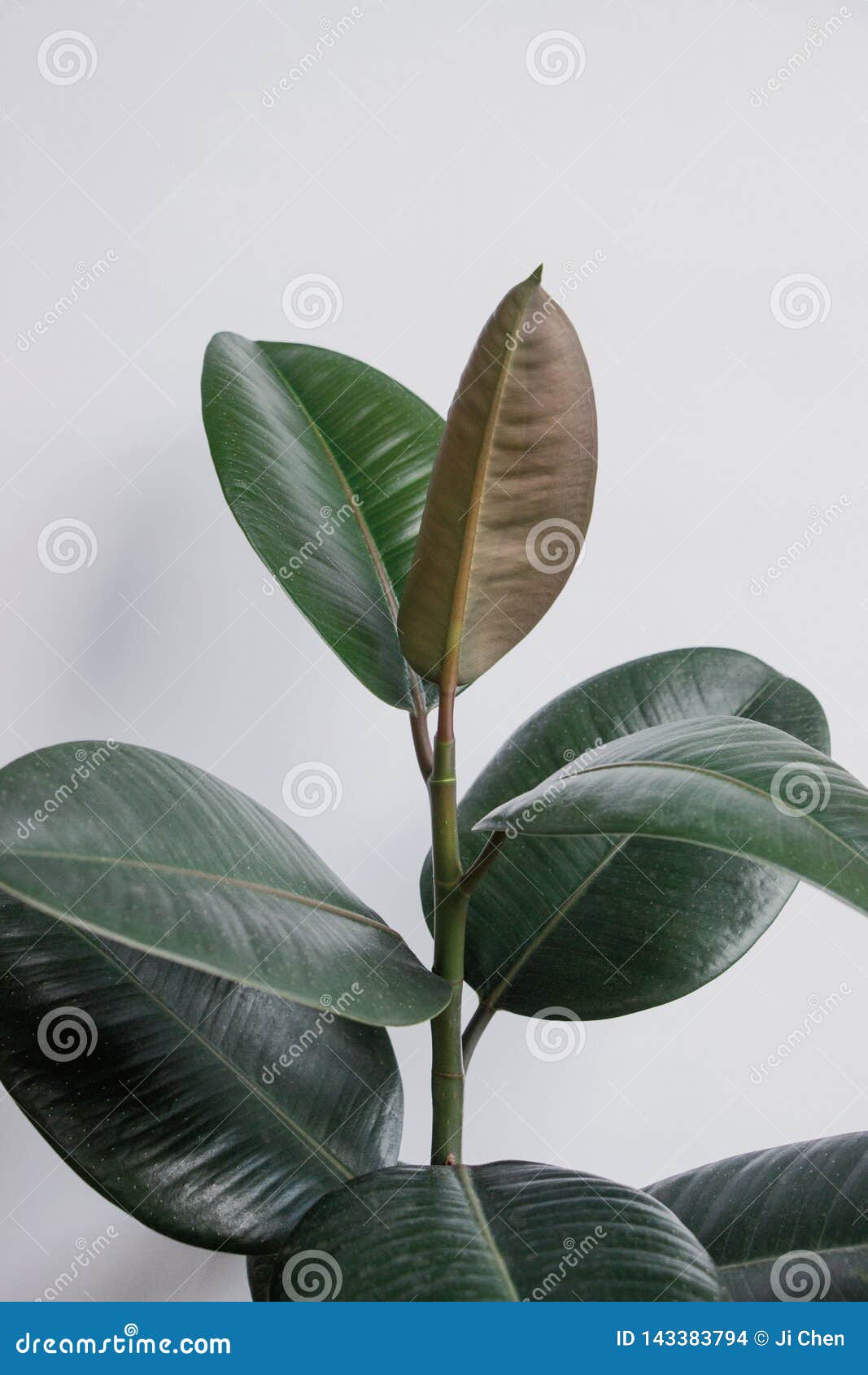 Ficus Elastica Tree With White Background Stock Photo - Image of plant ...