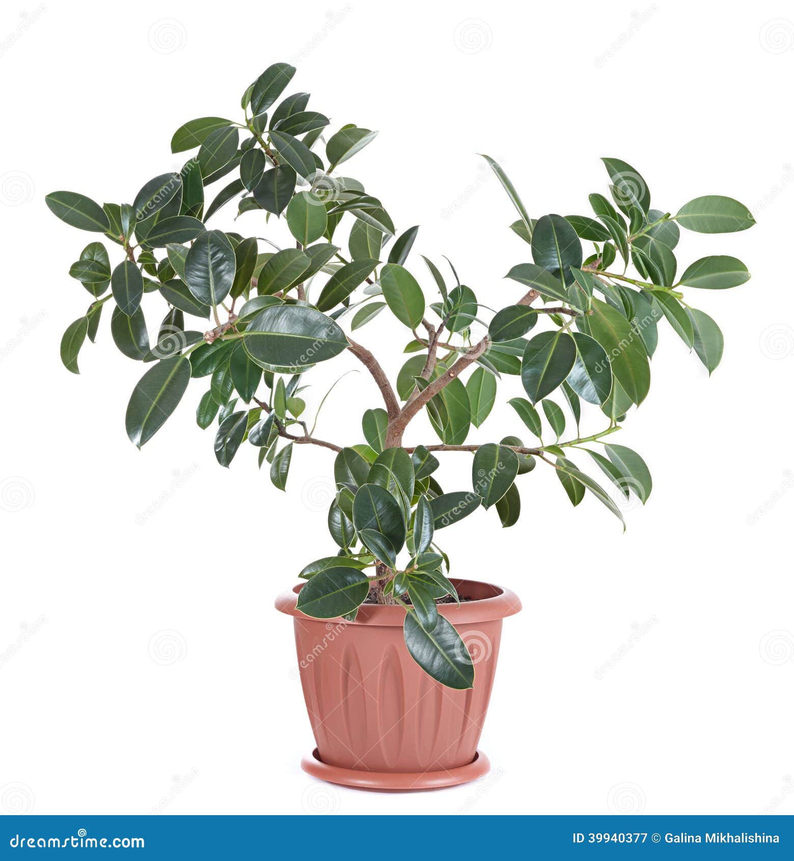 Ficus stock image. Image of indoor, elastic, melanie - 39940377