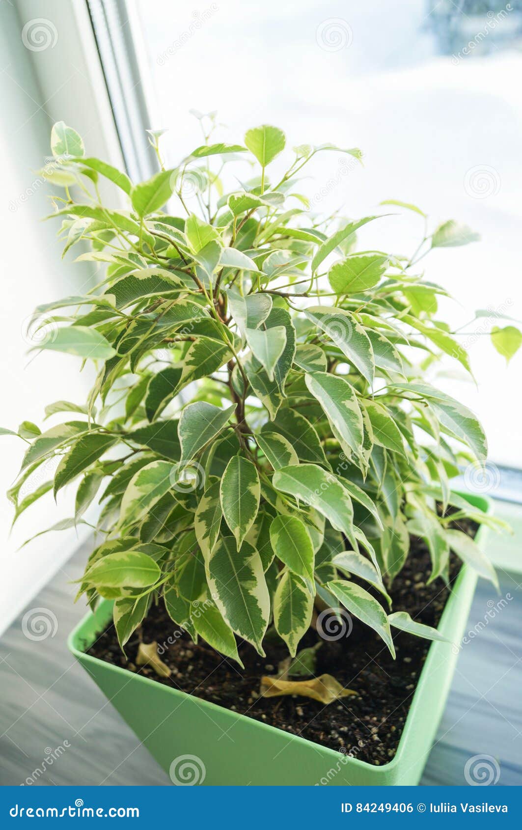 Ficus flower in green pot stock photo. Image of flower - 84249406