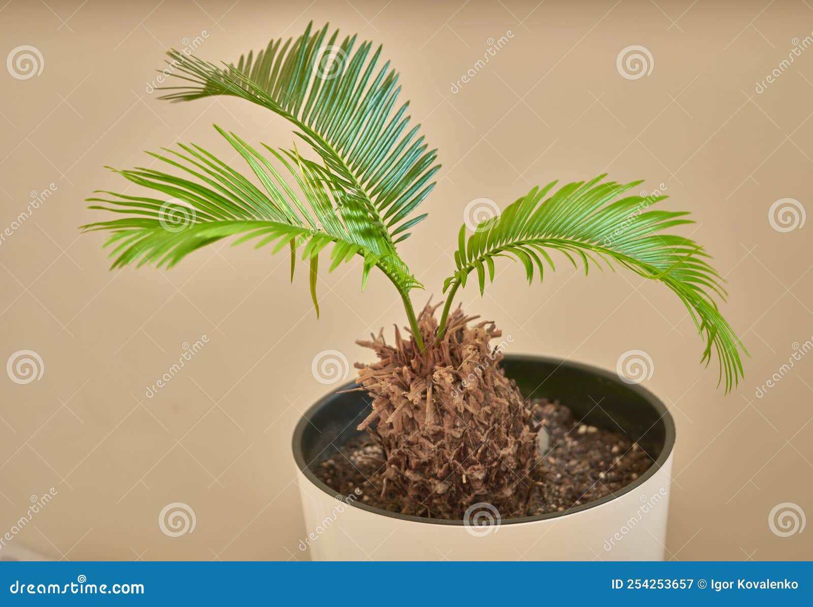 Ficus Flower Growing on the Terrace, Nature Stock Image - Image of ...