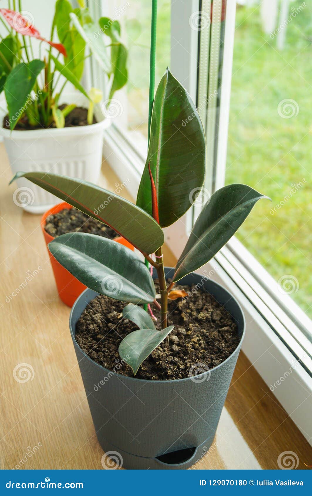 Ficus Flower with Large Leaves in a Pot on the Windowsill Stock Photo ...