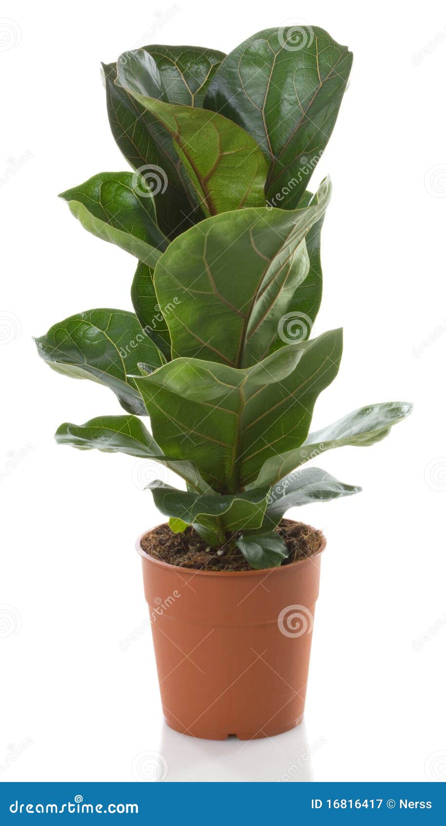 Ficus flower poted flowers stock image. Image of ficus - 16816417
