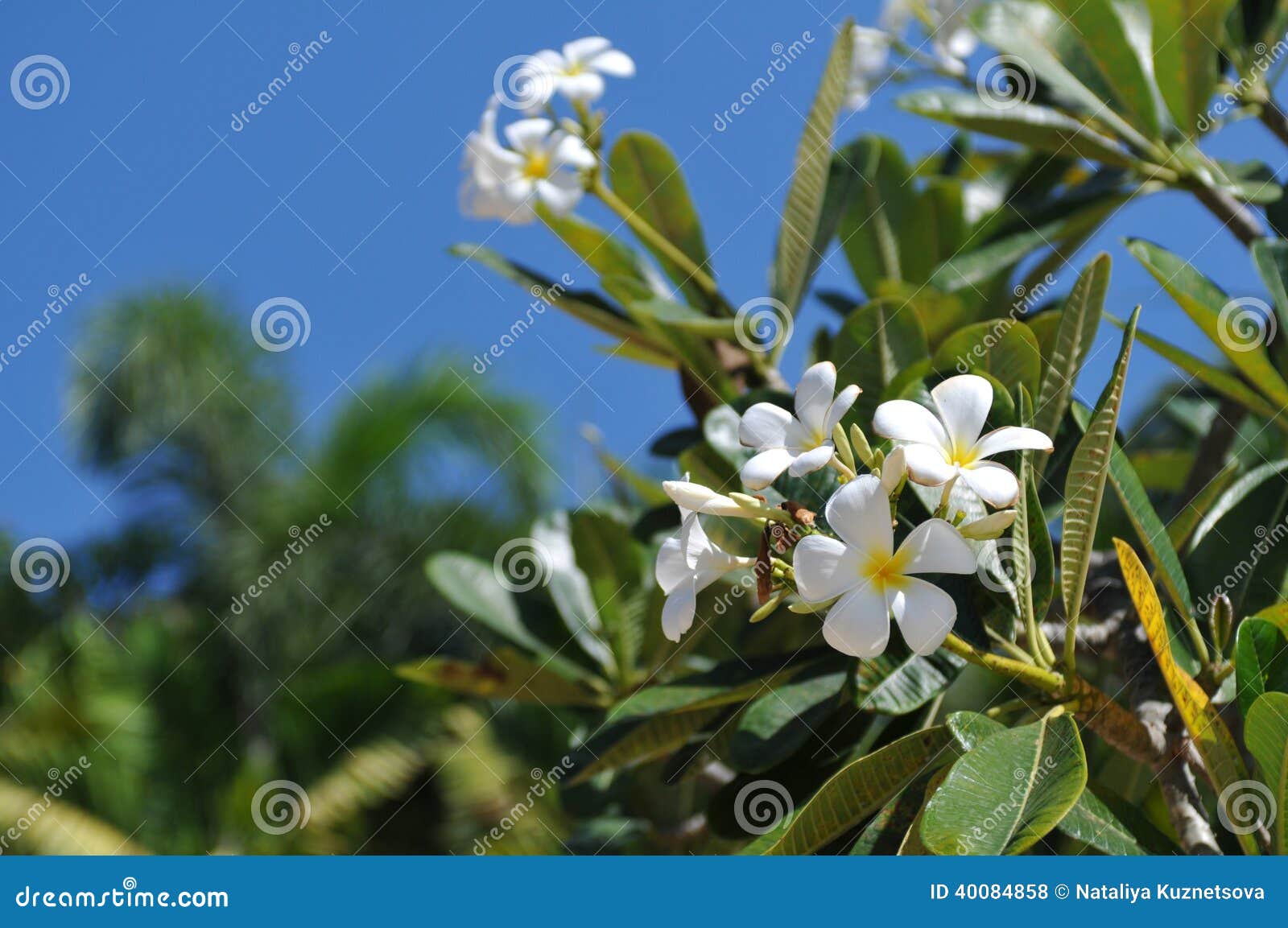 Ficus flowers closeup stock photo. Image of tree, clear - 40084858