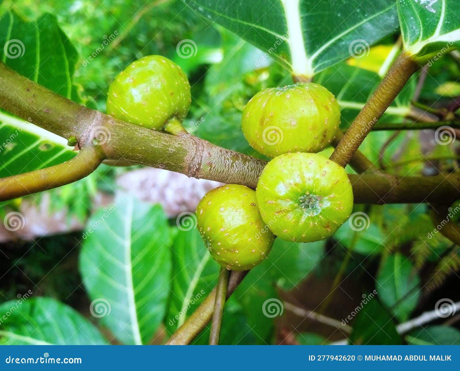 This is a Ficus Fruit that Grows Wild in Many Places on the Island of ...