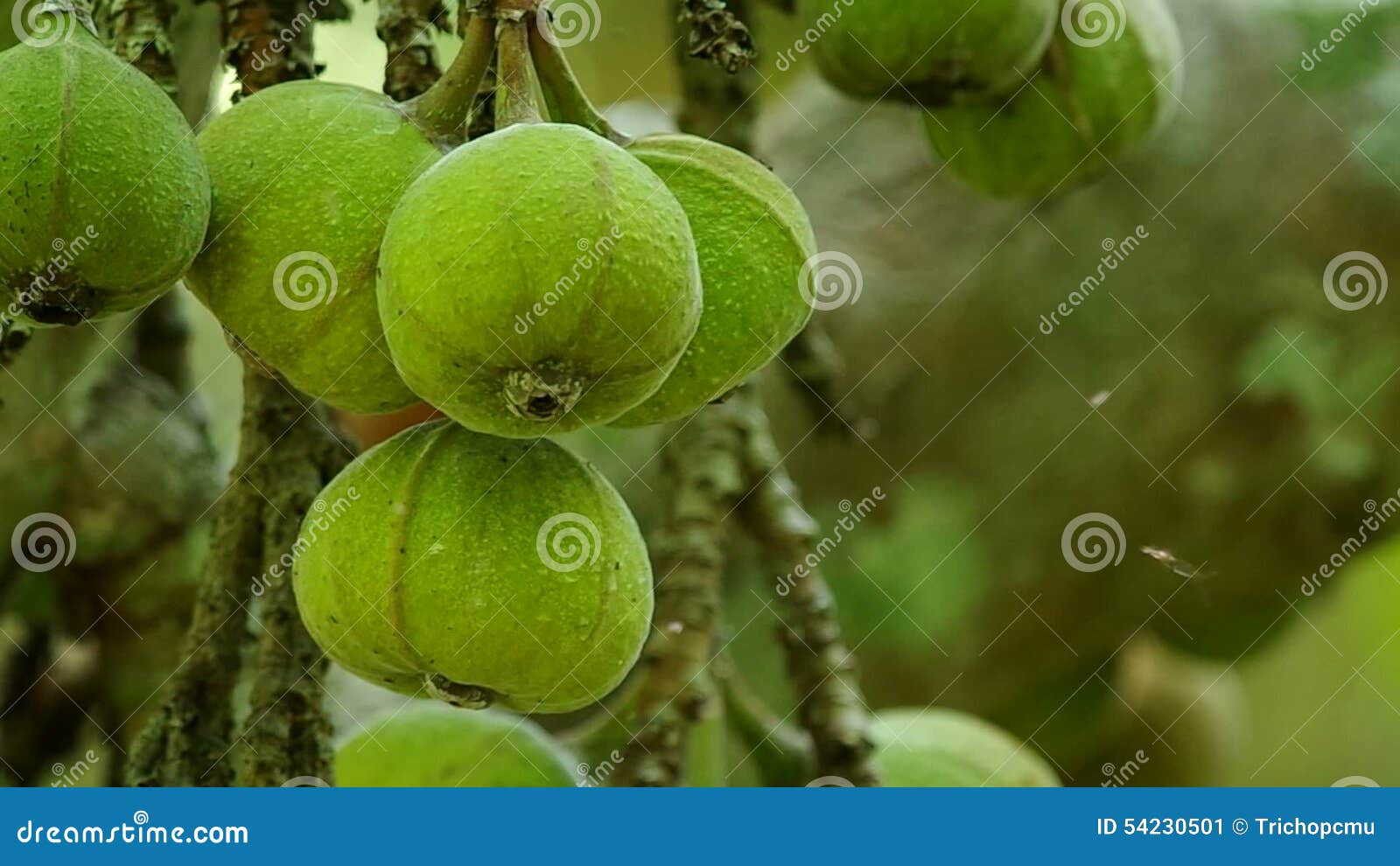 Ficus Fruits Stock Footage & Videos - 96 Stock Videos