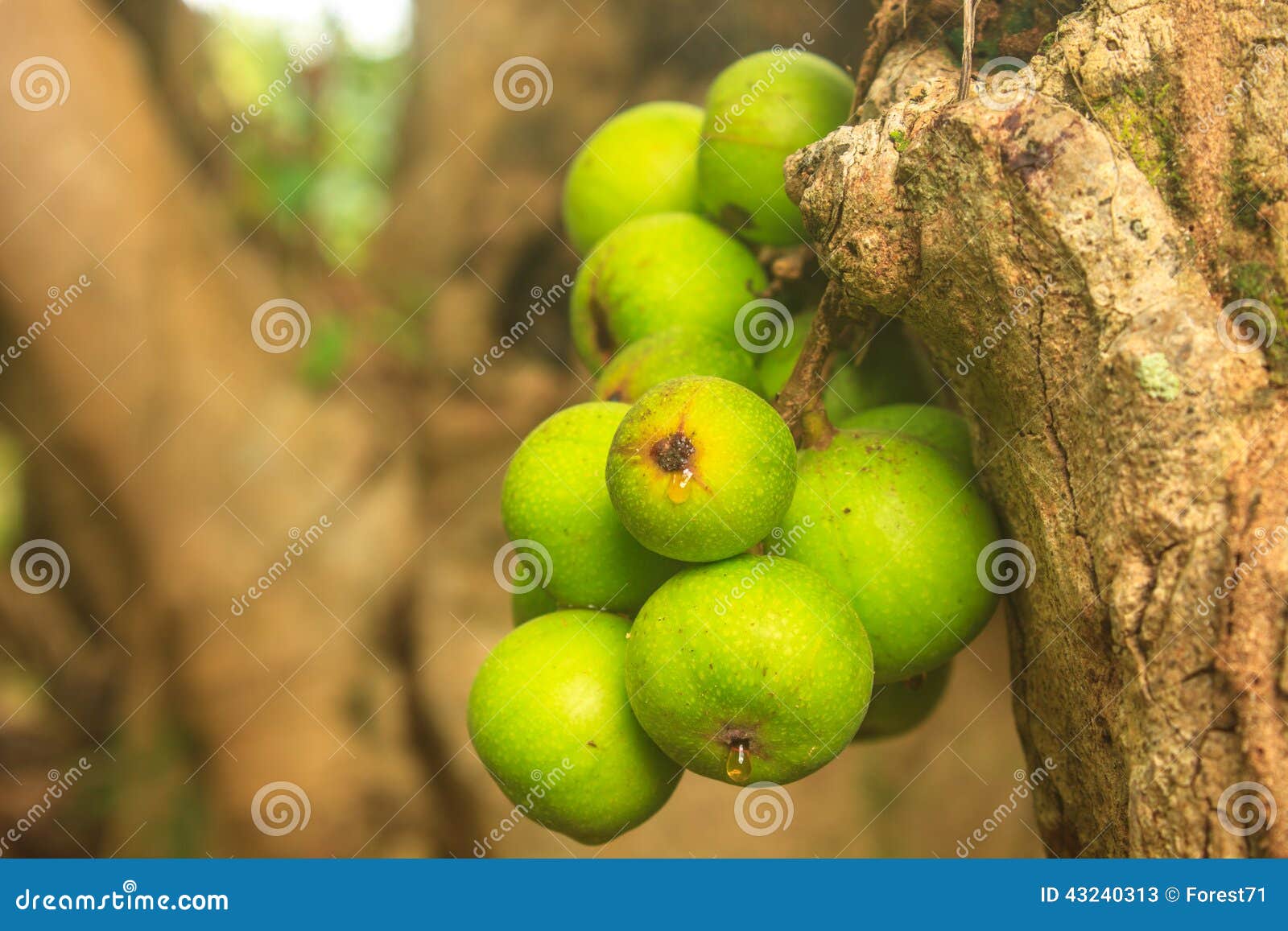Ficus fruits on the tree stock image. Image of fresh - 43240313