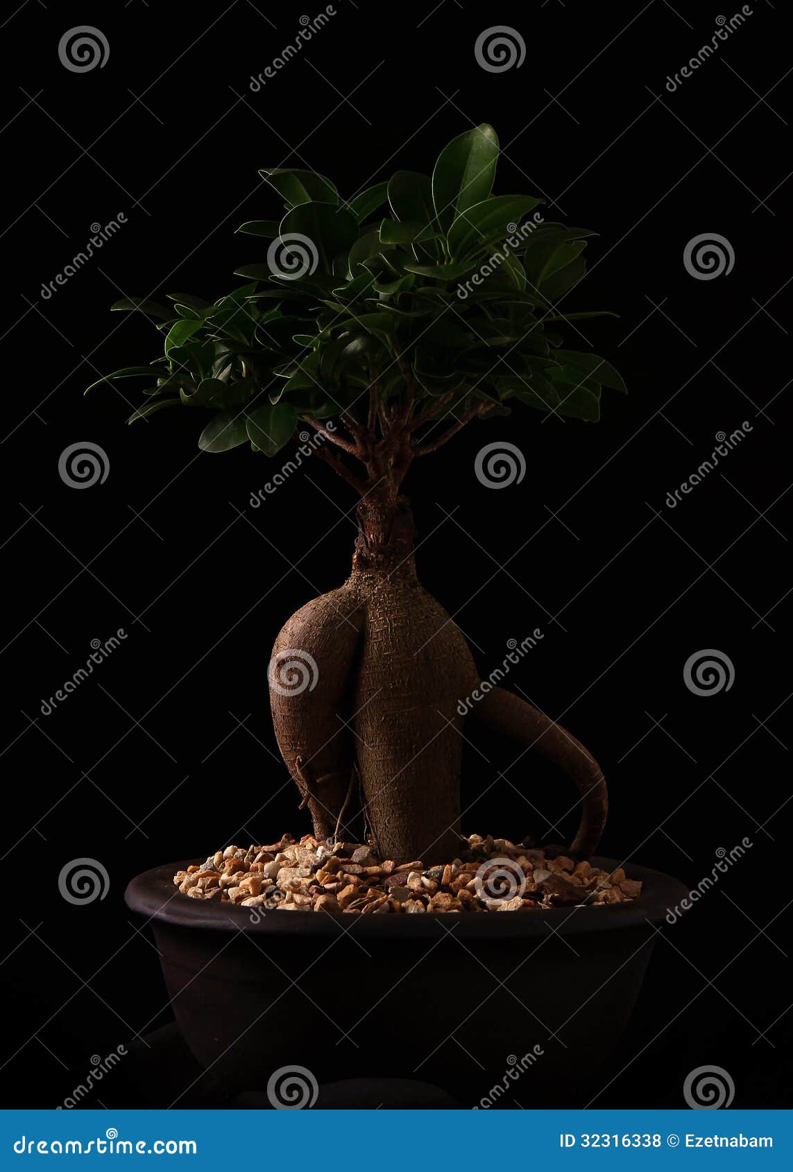 Ficus Ginger Stock Photos - Free & Royalty-Free Stock Photos from ...