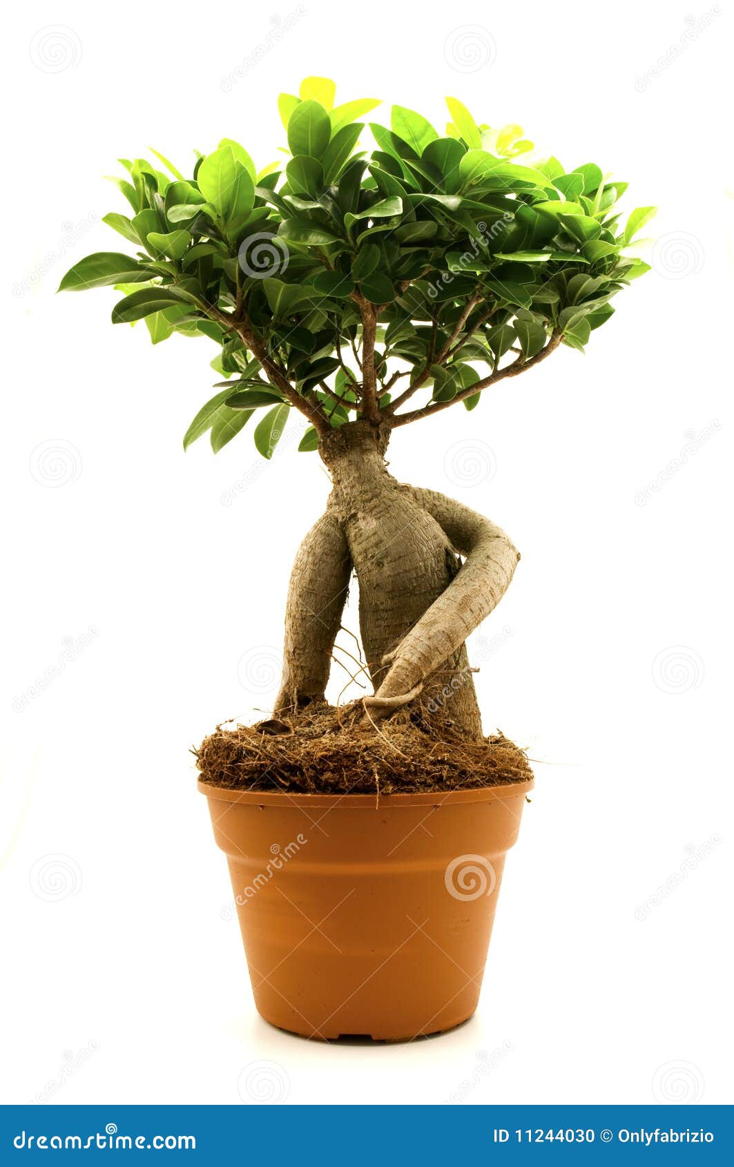 Ficus Ginseng Bonsai Tree Royalty-Free Stock Photography ...