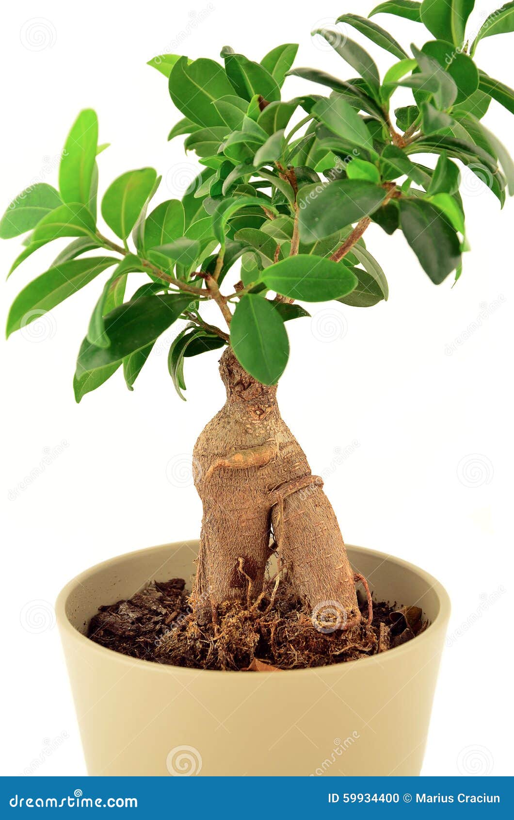 Ficus ginseng bonsai stock photo. Image of medicinal - 59934400