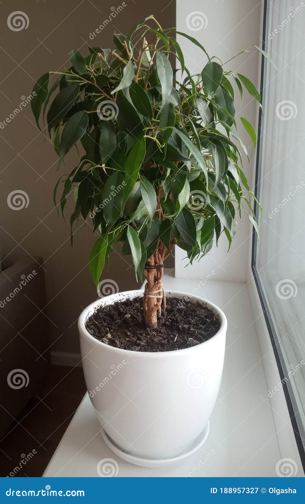 Ficus Grows On The Stairs Of An Ancient Dilapidated Temple. Ancient ...