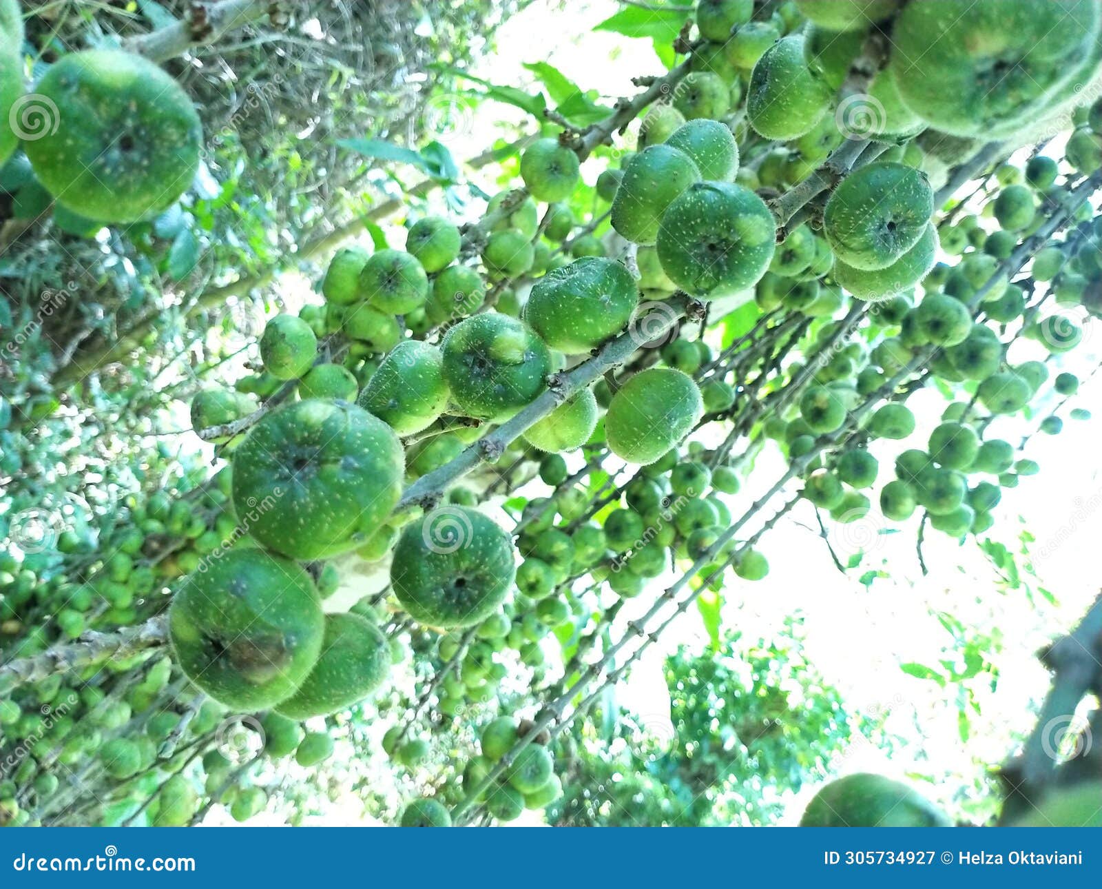 Ficus Hispida Also Known As Bisoro or Luwingan is a Small but Well ...