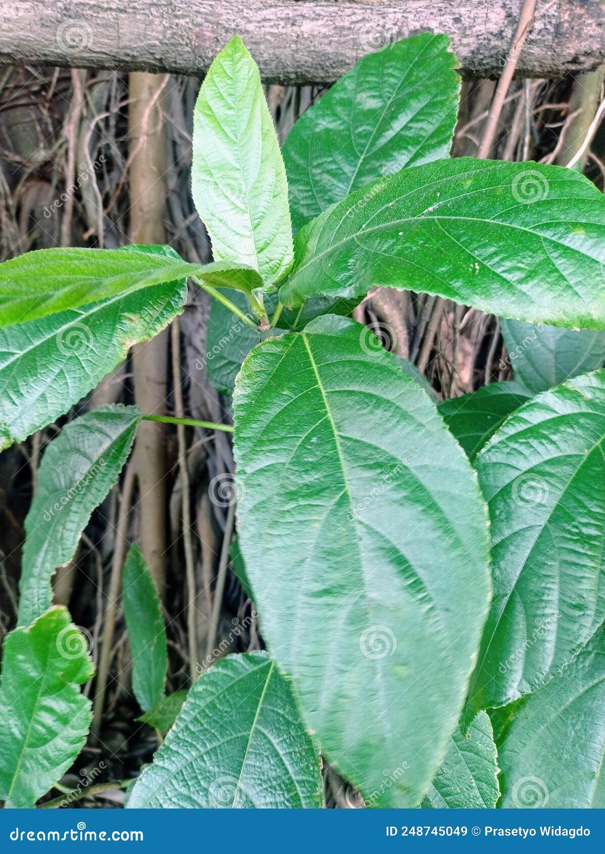 Ficus hispida stock image. Image of small, separate - 248745049