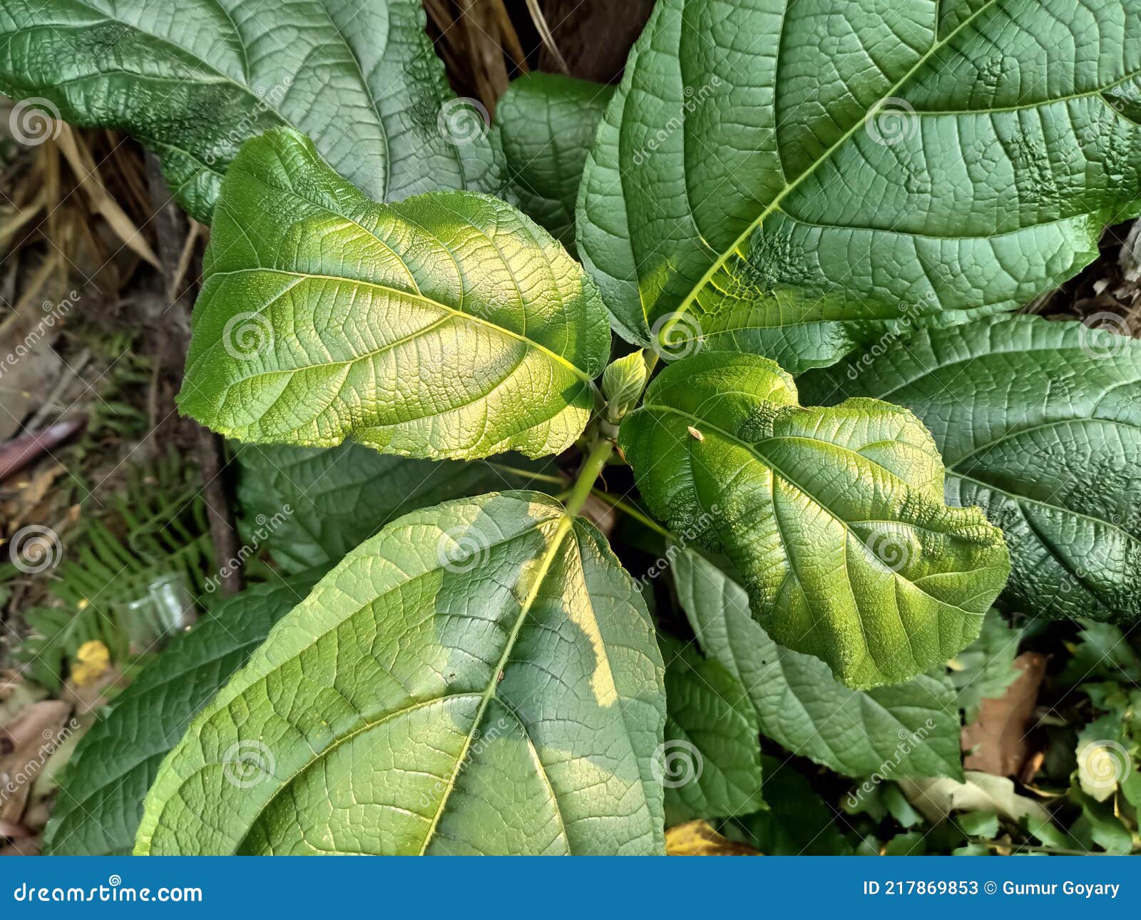Ficus Hispida Green Leaves on Tree Nature Background Stock Image ...