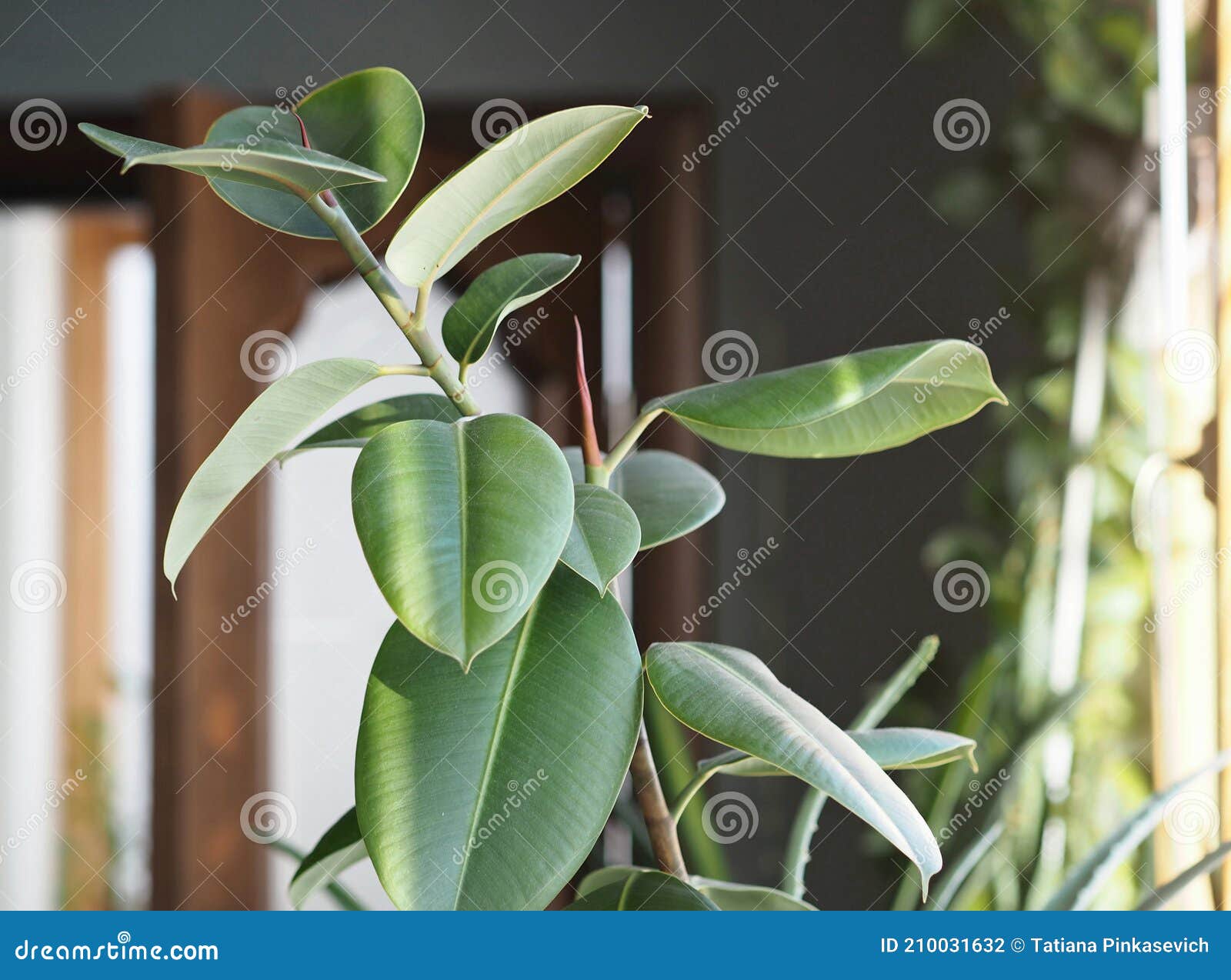The Ficus House Plant Grows on the Window in the Winter in a Private ...