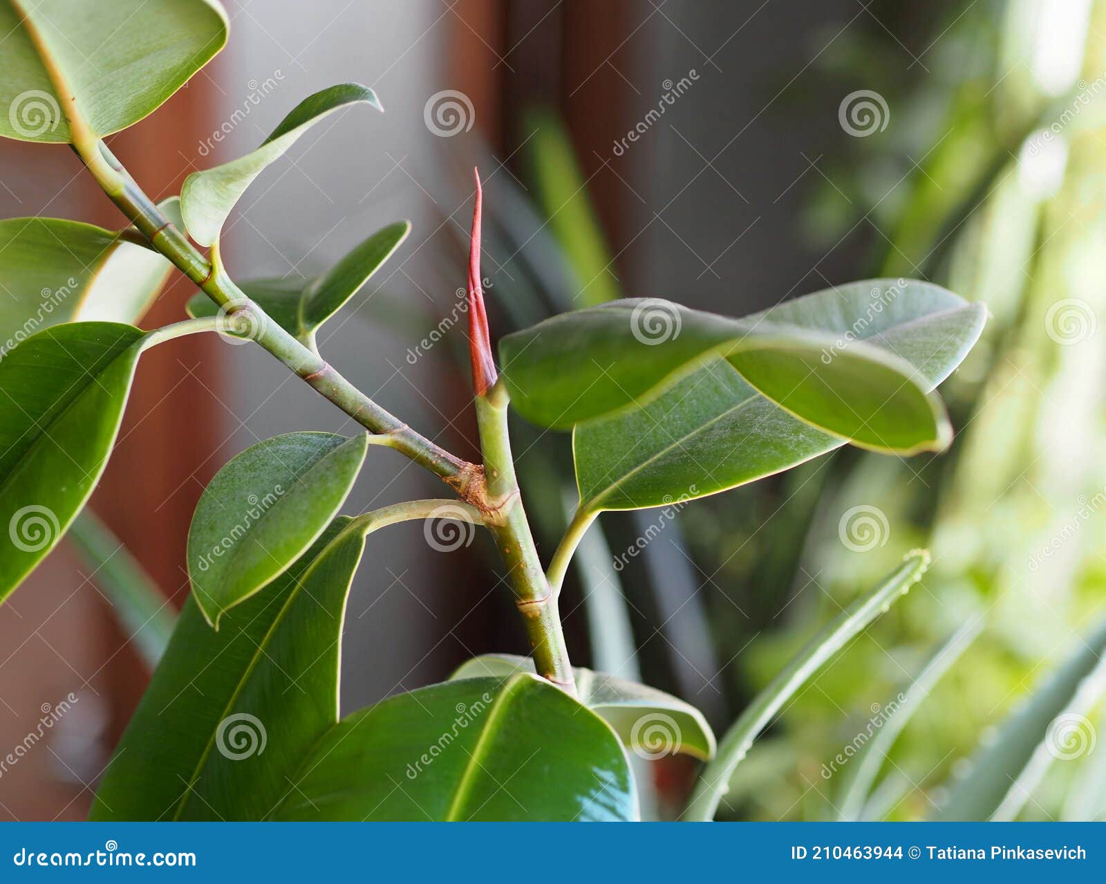 The Ficus House Plant Grows on the Window in the Winter in a Private ...