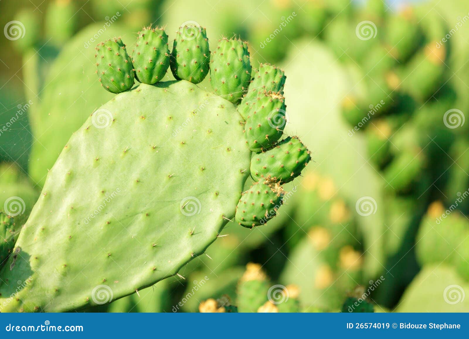 Ficus indica cactus stock image. Image of tropical, ficusindica - 26574019
