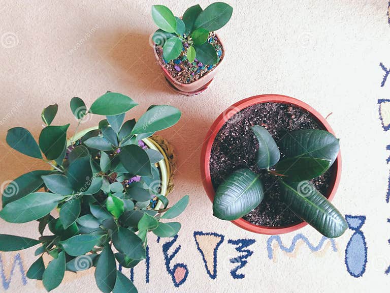 Ficus Indoor Plants Uplifting and Joy Stock Image - Image of plants ...