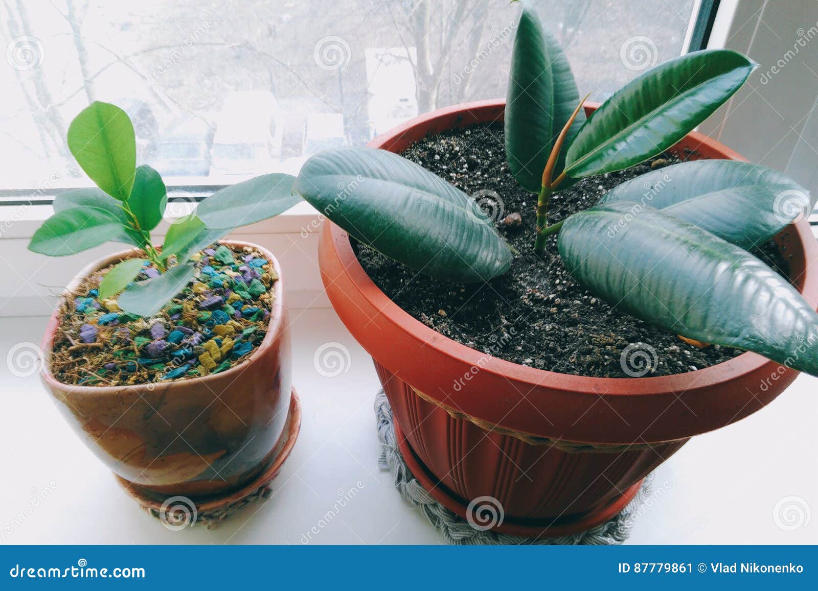 Ficus Indoor Plants Uplifting and Joy Stock Image - Image of flowerpot ...