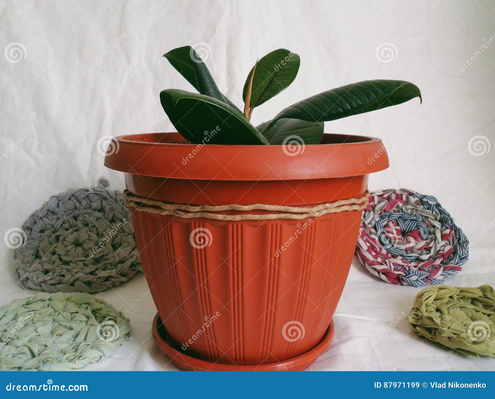 Ficus Indoor Plants Uplifting and Joy Stock Image - Image of uplifting ...