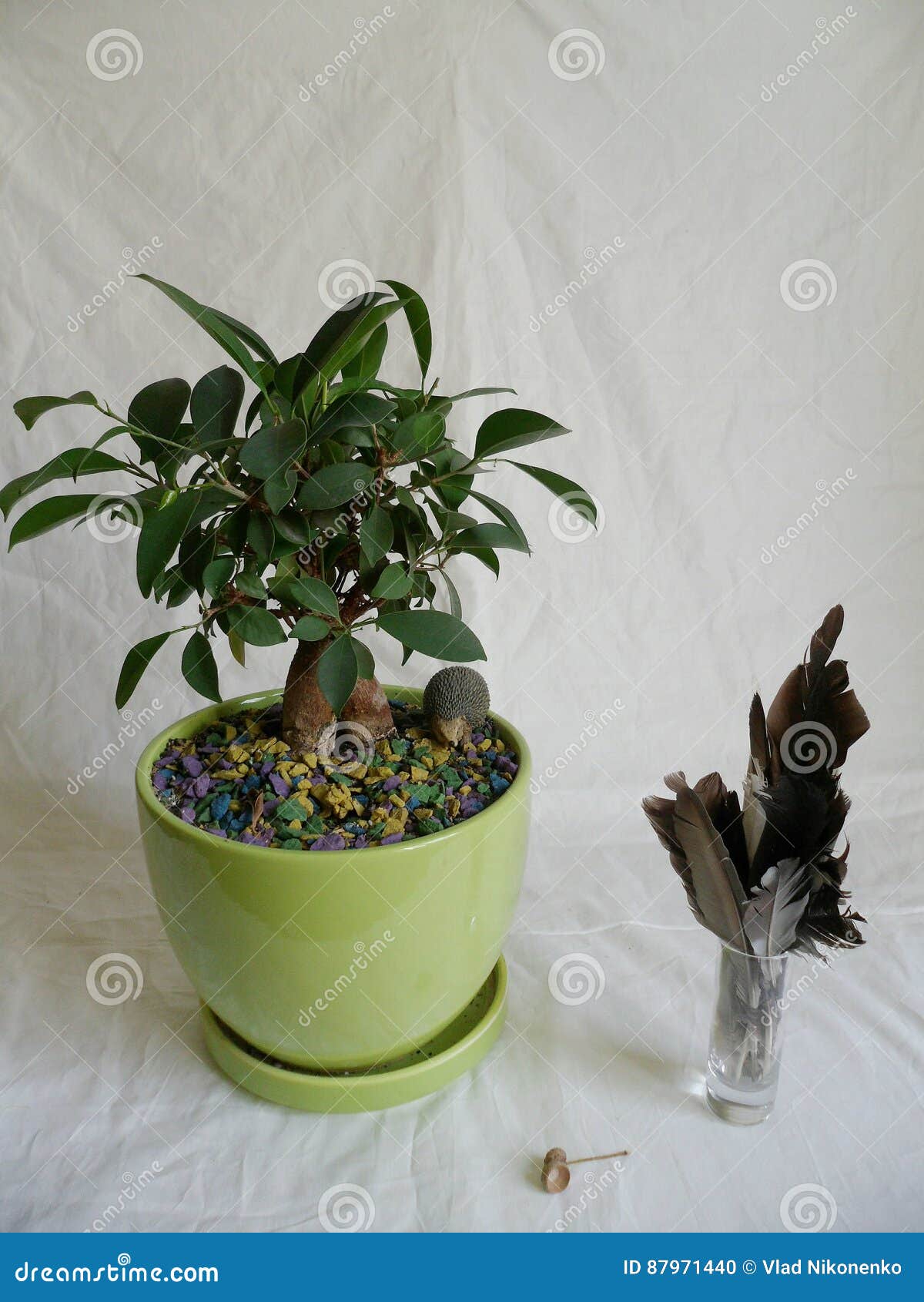 Ficus Indoor Plants Uplifting and Joy Stock Photo - Image of ficus ...