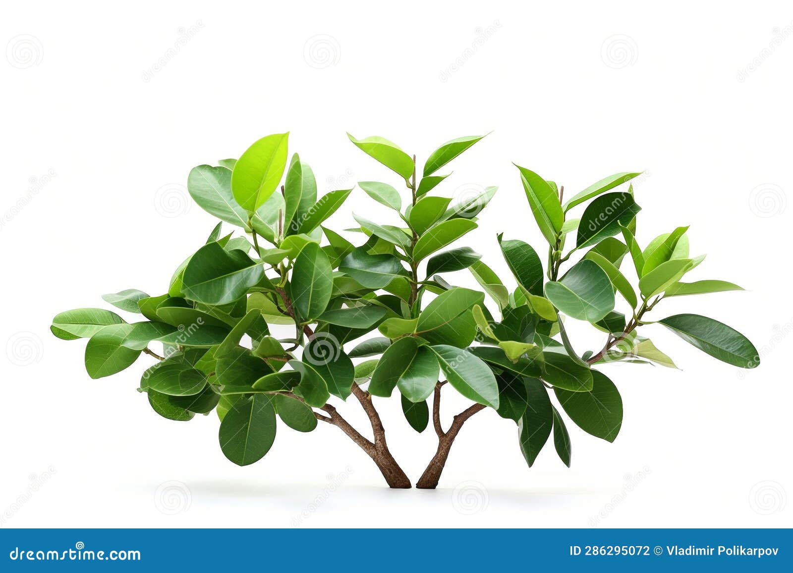 Ficus Isolated On White Background. Continuous One Line Drawing. Vector ...