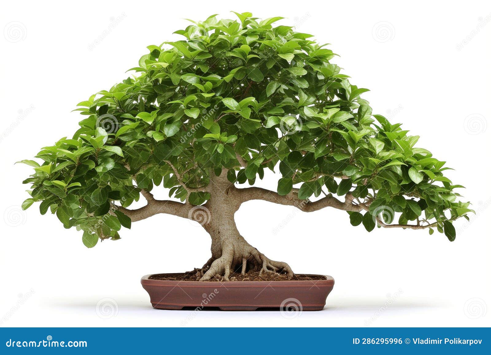 Ficus Isolated On White Background. Continuous One Line Drawing. Vector ...
