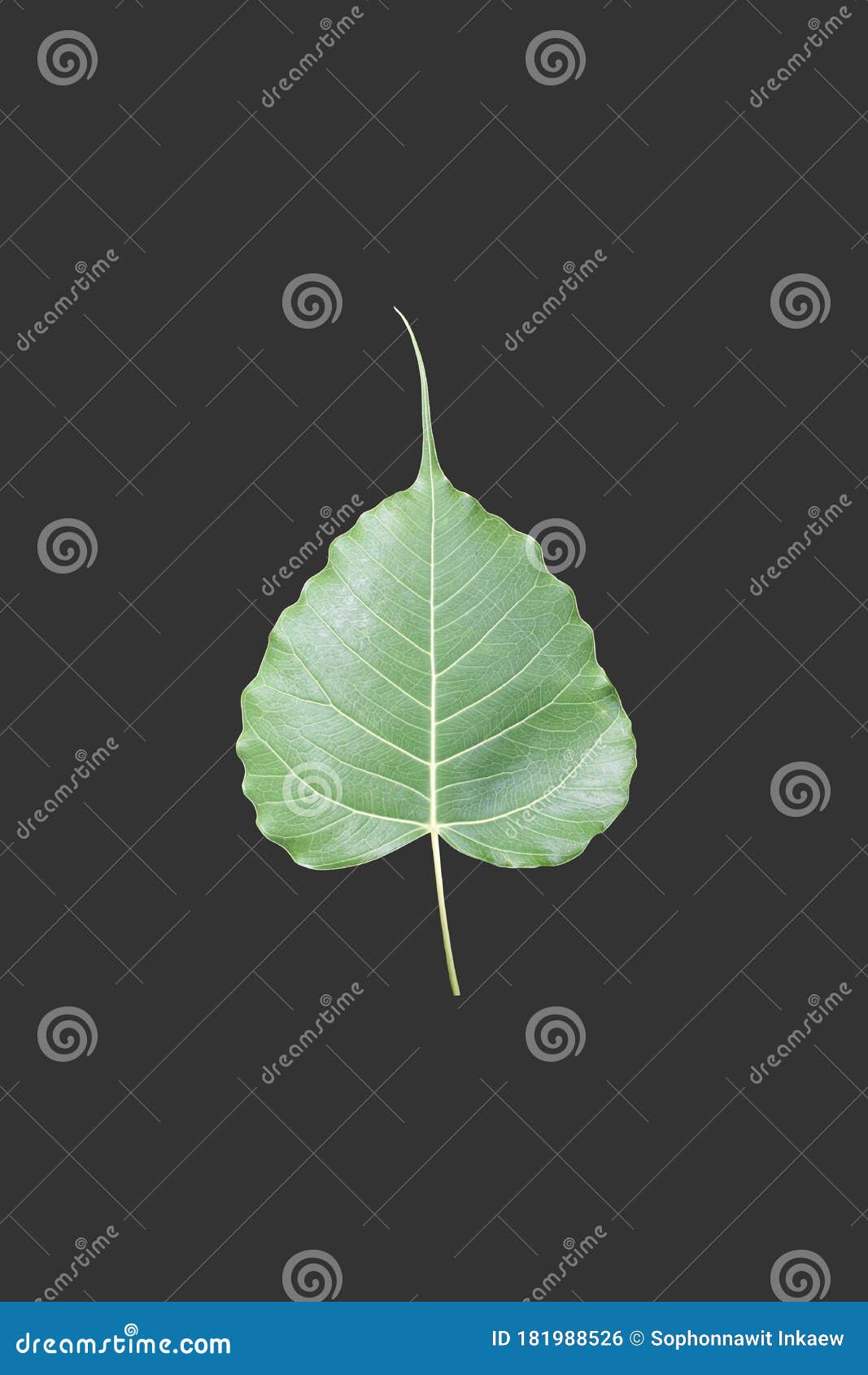 Ficus leaf stock photo. Image of growth, foliage, beautiful - 181988526