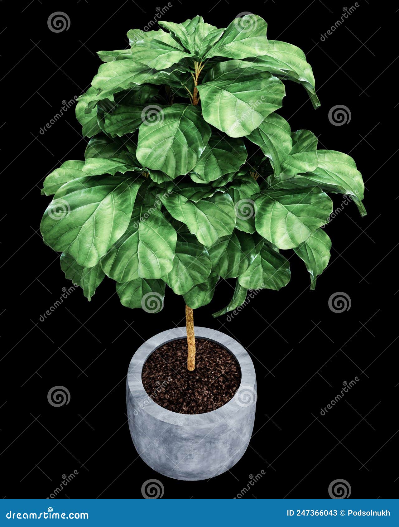 Ficus Lyrata. Beautiful Fiddle Leaf Tree, Fresh New Green Leaves ...