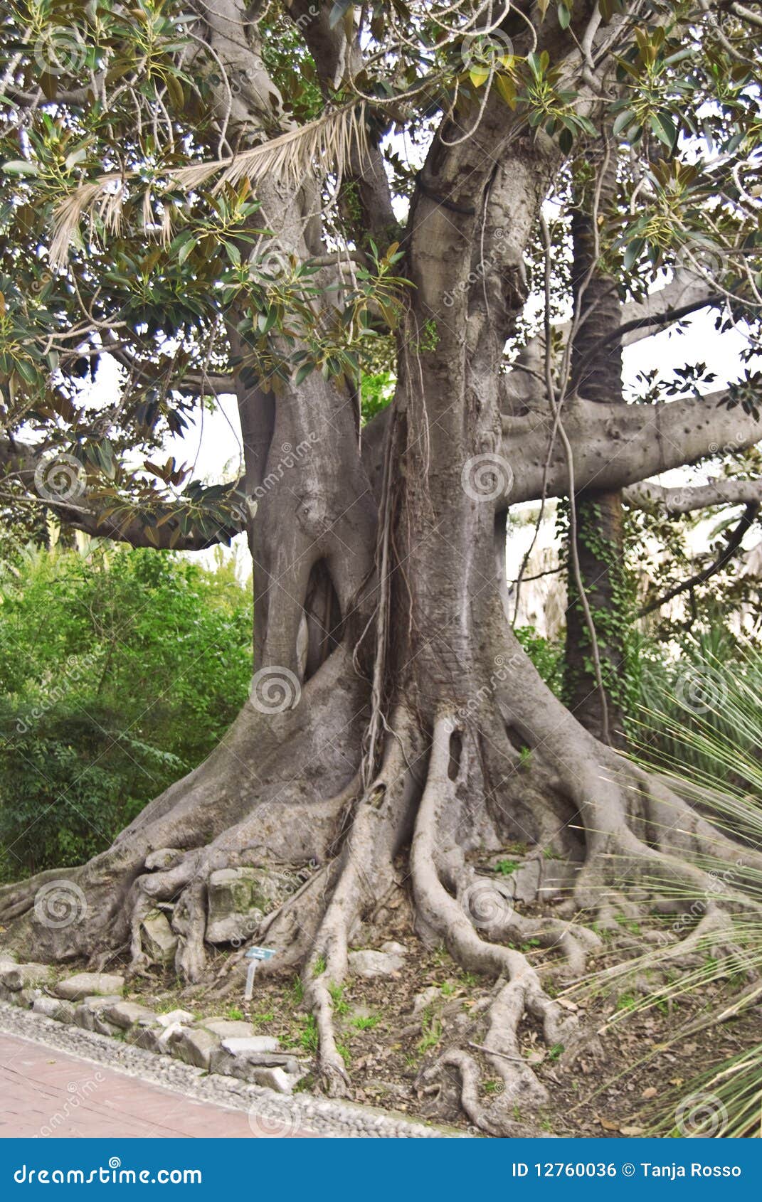 Ficus Macrophylla, Commonly Known As Moreton Bay Fig, Australian Fig Or ...