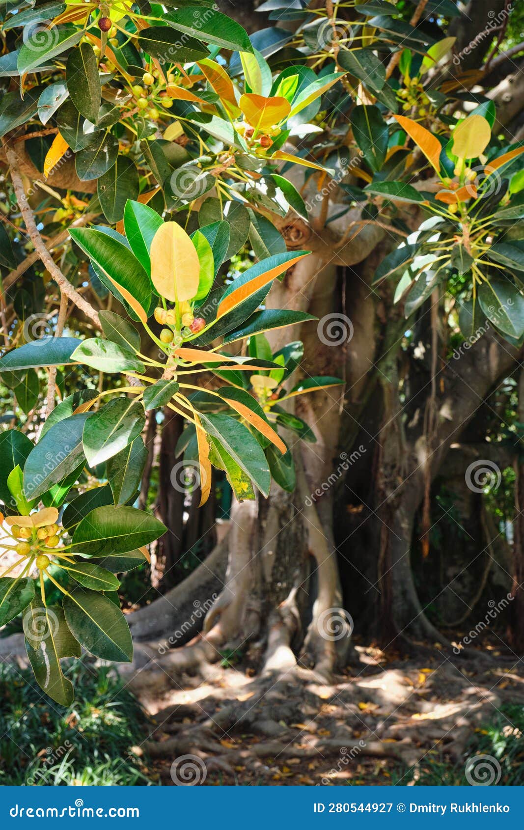 Ficus Macrophylla Leaves and Fruit Stock Image - Image of bark, giant ...