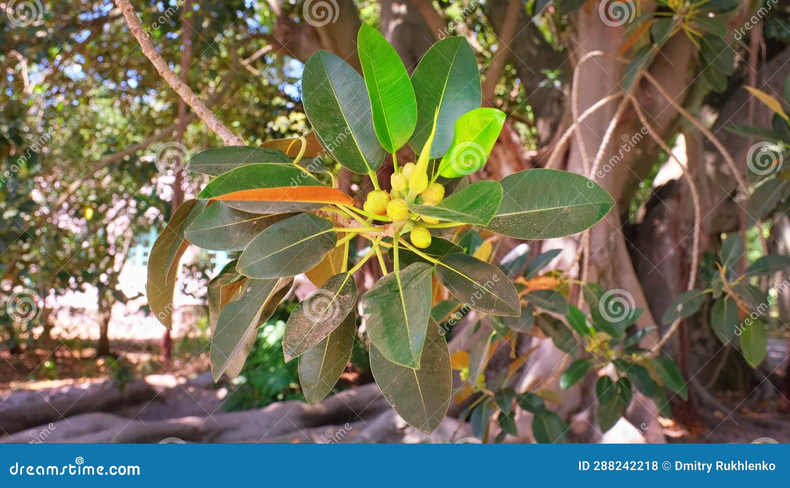 Ficus Macrophylla Leaves and Fruit Stock Footage - Video of ground ...