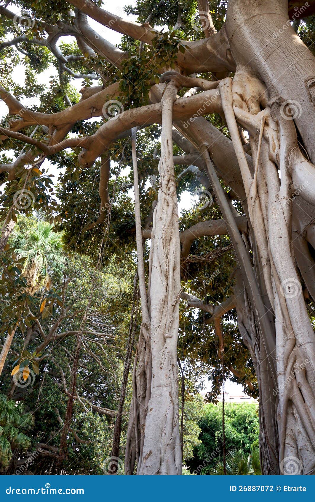 Ficus Macrophylla in Palermo, Sizilien Stockfoto - Bild von palermo ...