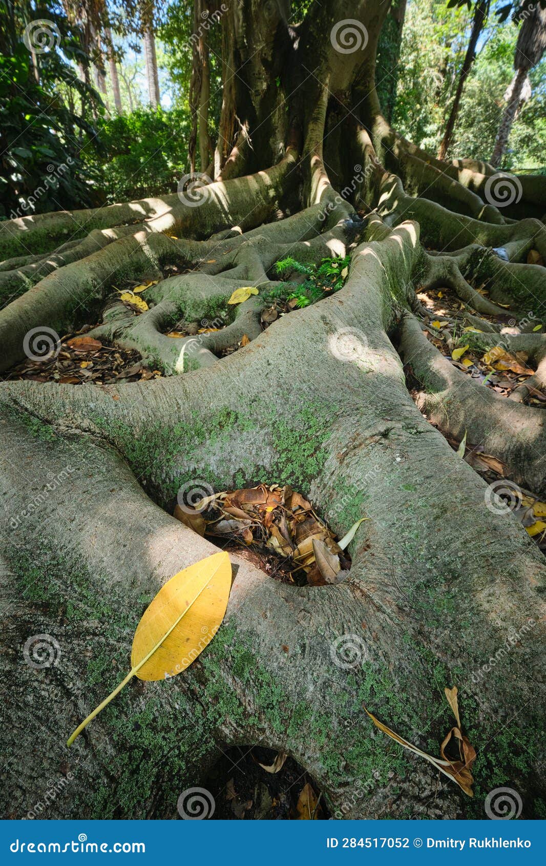 Ficus Macrophylla Trunk and Roots Close Up Stock Photo - Image of ...