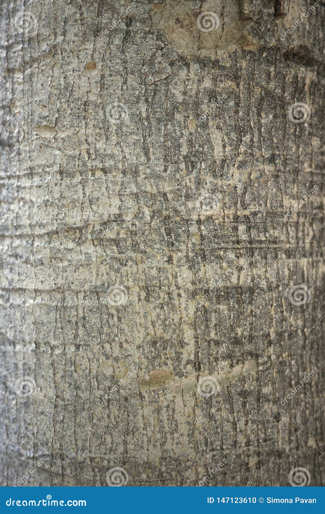 Ficus Magnifolia Bark Close Up Stock Photo - Image of nature, brown ...