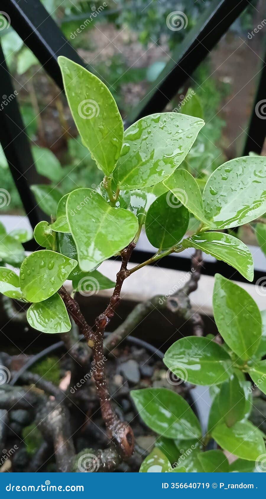Ficus Malacocarpa after Being Exposed To Rain Water Stock Image - Image ...