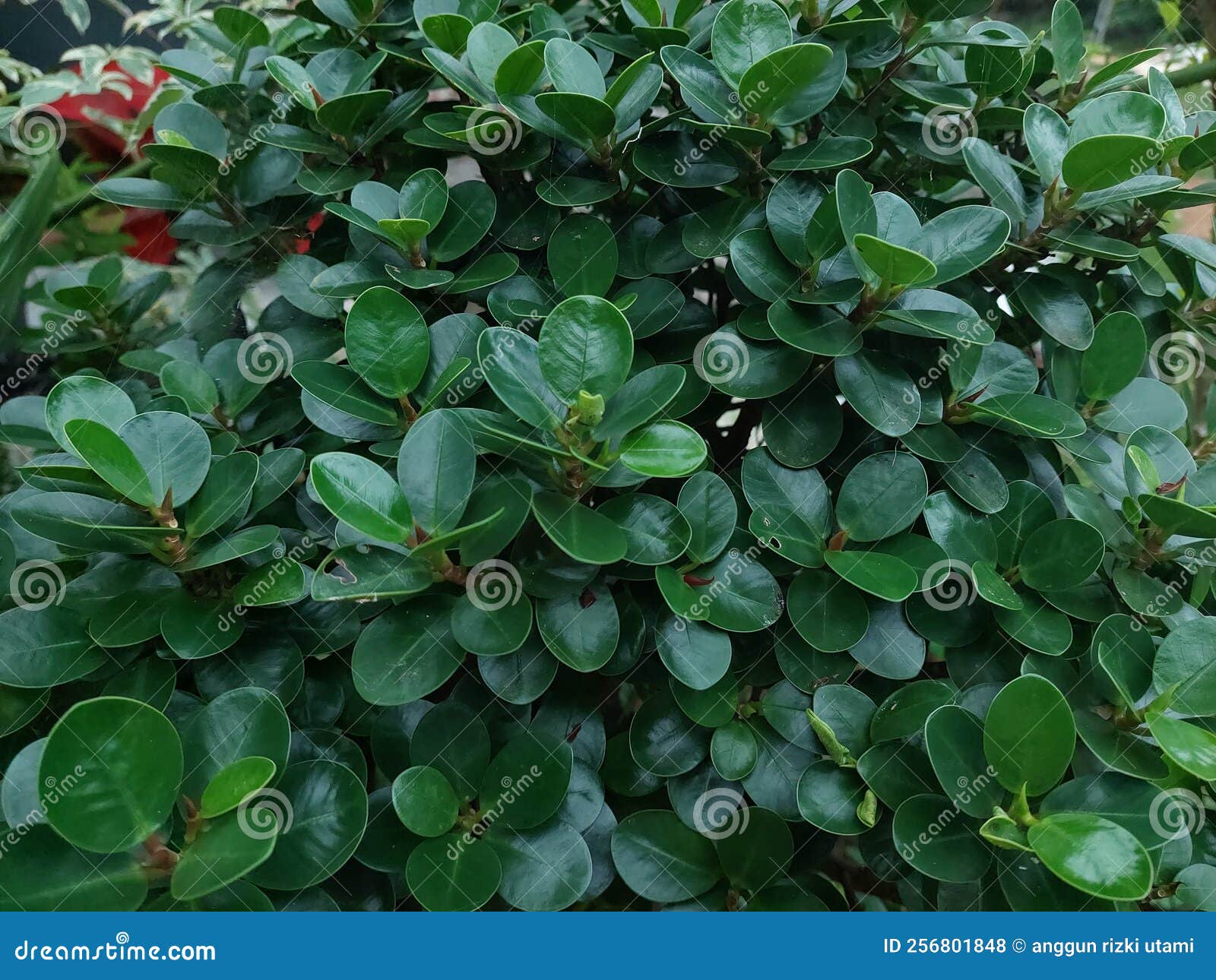 Ficus Microcarpa is Cultivated As a Shade Tree because of Its Dense ...