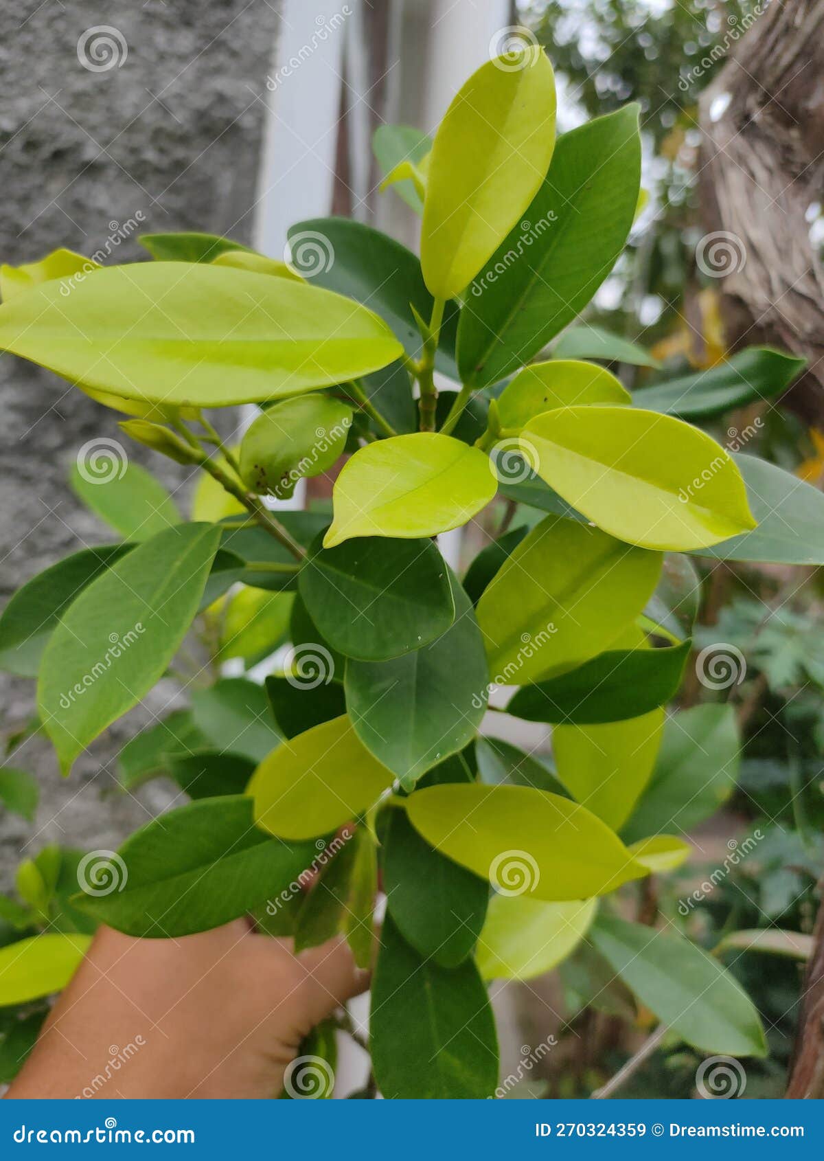 Ficus Microcarpa & X22;Golden Panda& X22; Yellow Leaf Stock Image ...