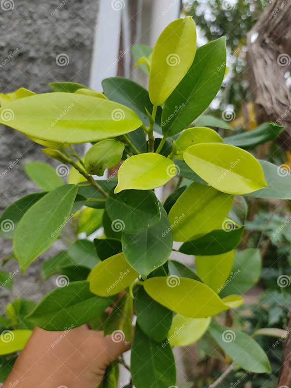 Ficus Microcarpa & X22;Golden Panda& X22; Yellow Leaf Stock Image ...