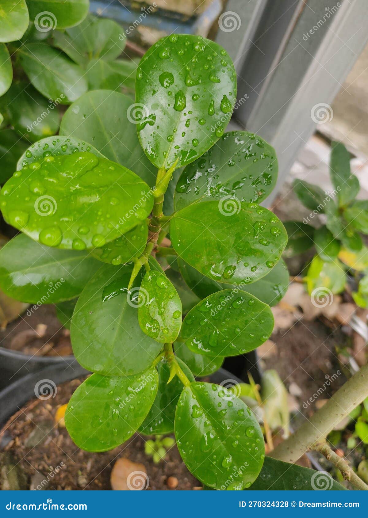 Ficus Microcarpa Green Island Dolar Foto de archivo - Imagen de ficus ...