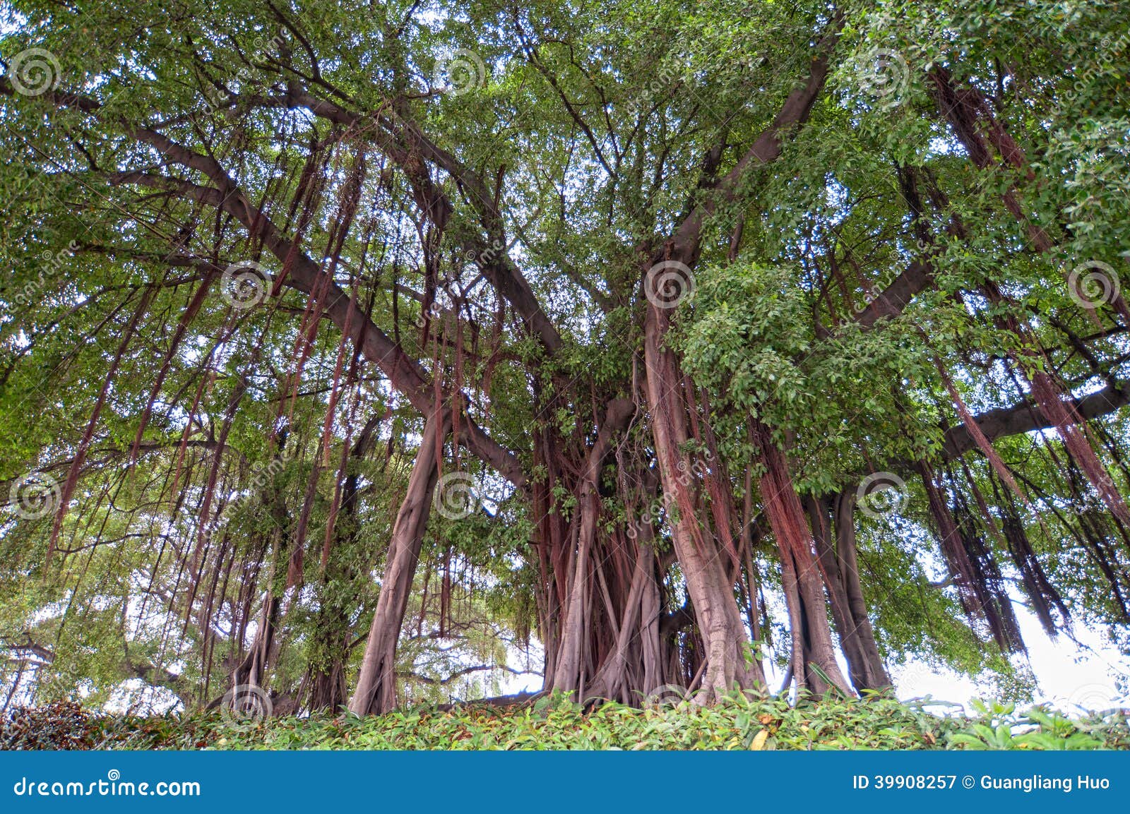 Ficus microcarpa Linn. stock image. Image of park, linn - 39908257