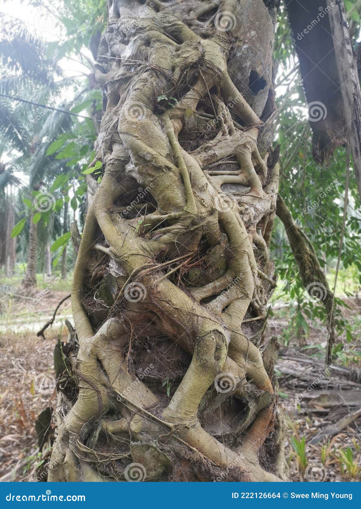 Ficus Microcarpa Root Crawling Around the Palm Trunk. Stock Photo ...