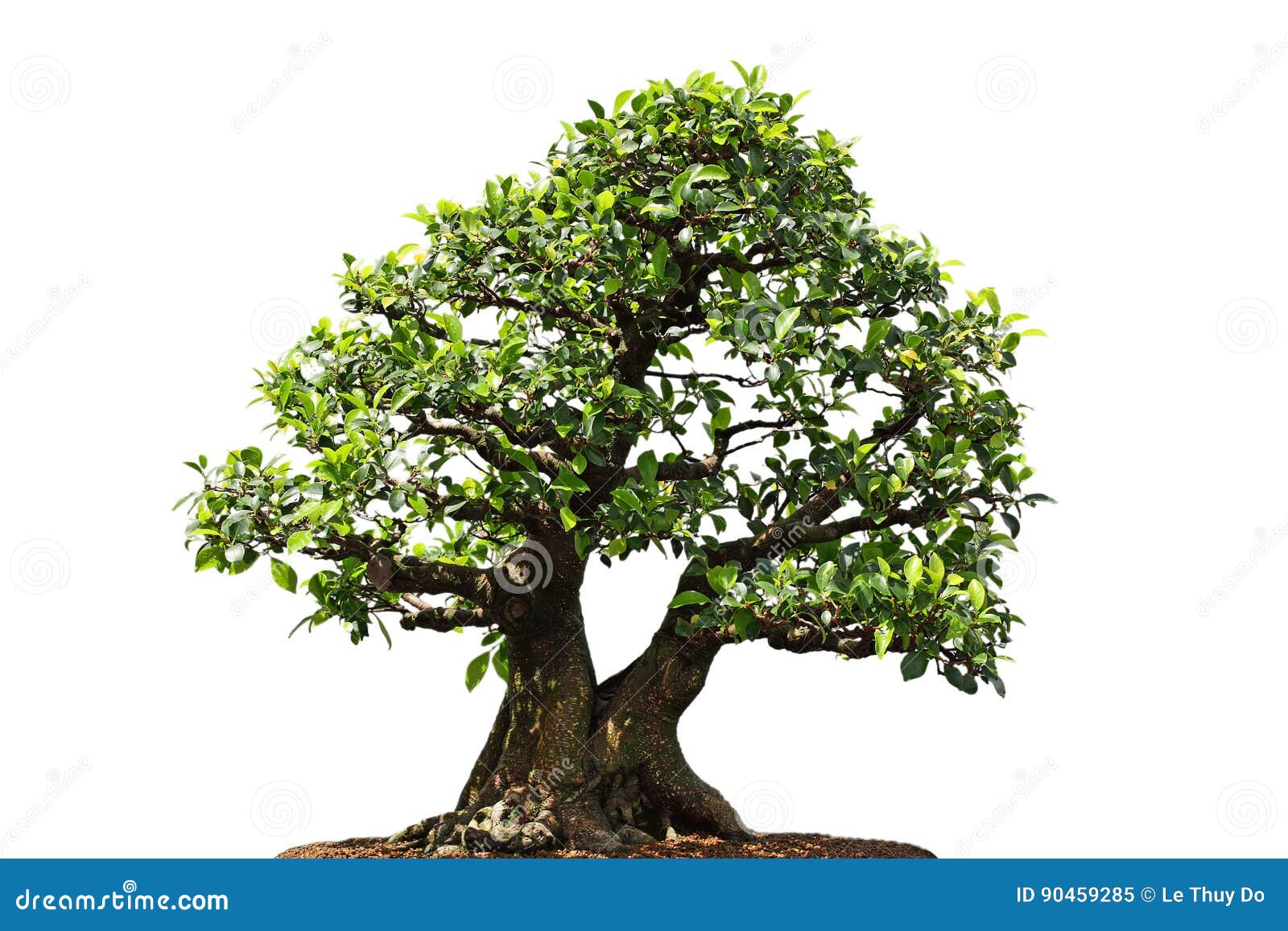 Ficus Microcarpa tree stock image. Image of living, harmony - 90459285