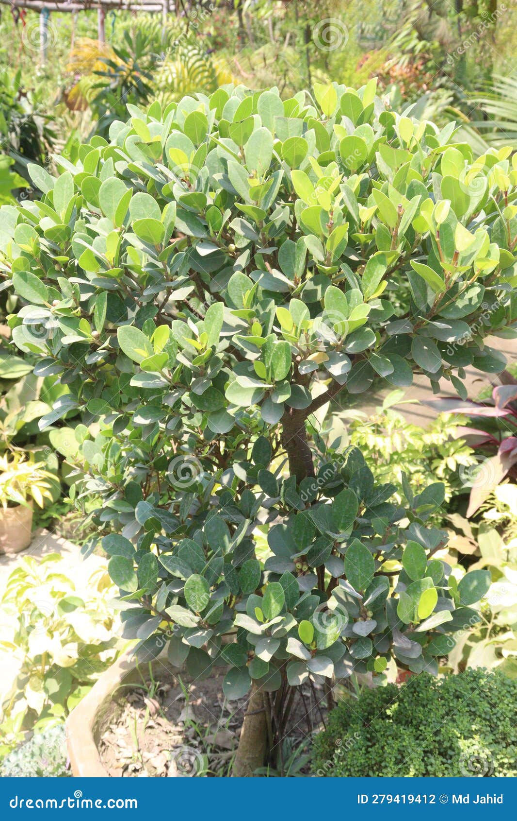 Ficus Microcarpa Tree Plant on Nursery Stock Photo - Image of indoor ...