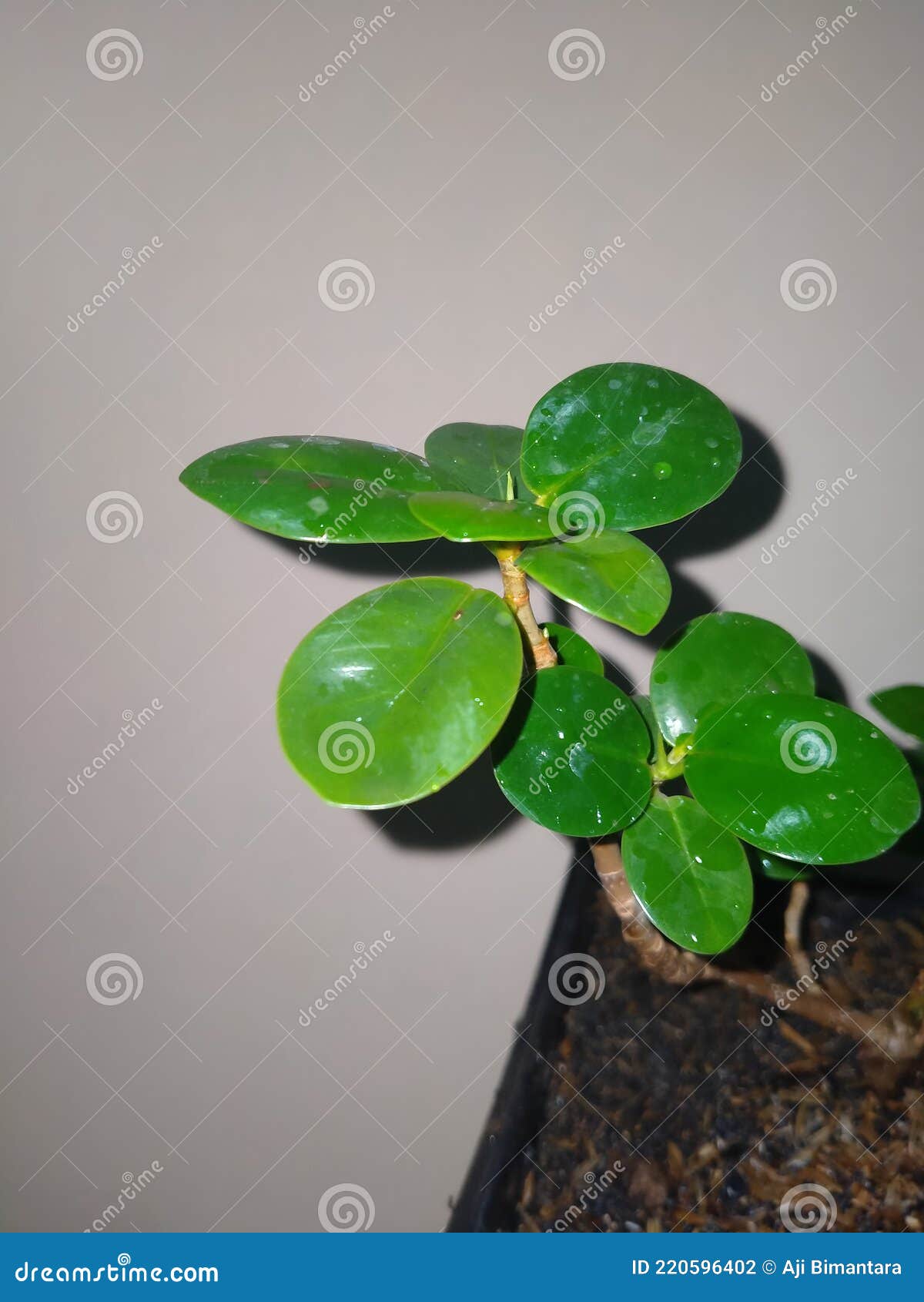 Ficus Nana bonsai stock photo. Image of flower, petal - 220596402