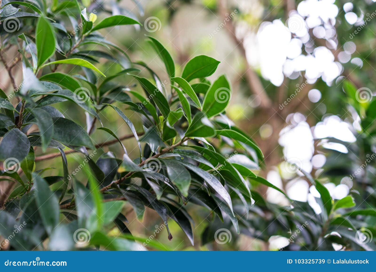 Chinese Fig Ficus Nitida Compacta Moraceae Bay Leaf Fig from Asia Stock ...