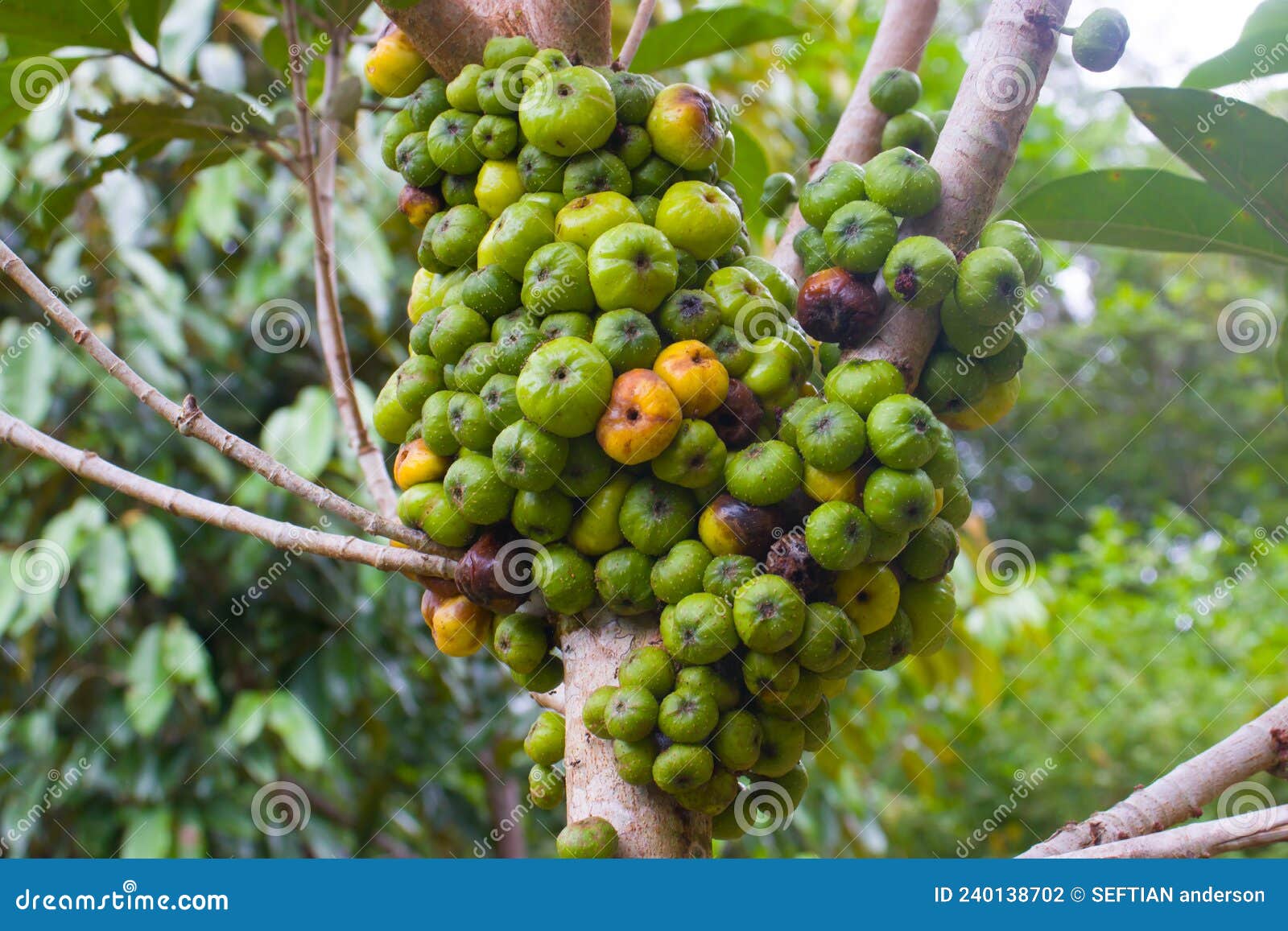 Ficus Nota Is A Species Of Flowering Plant In The Family Moraceae Stock ...