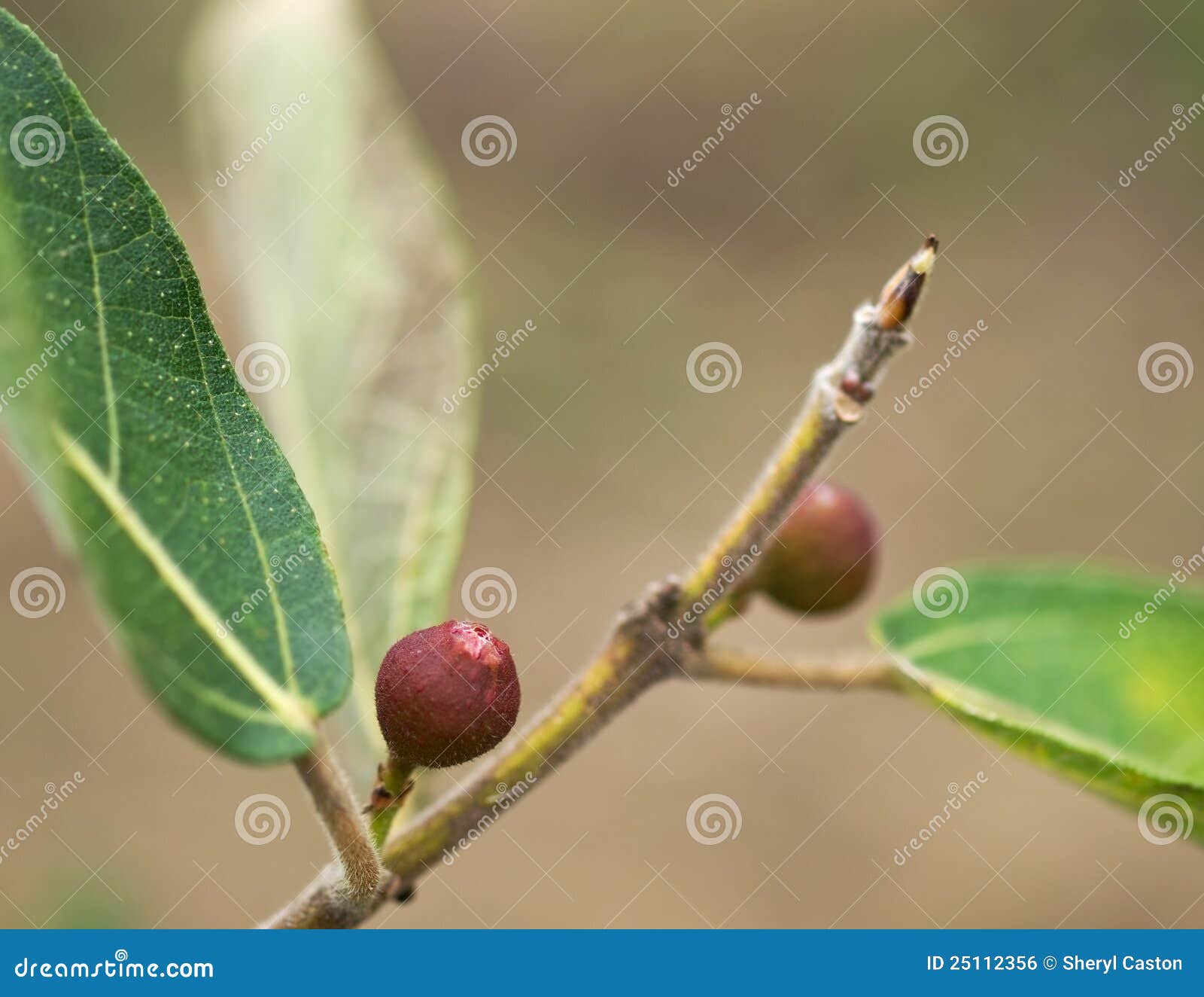 Ficus Opposita Australian Native Sandpaper Fig Stock Photo - Image of ...