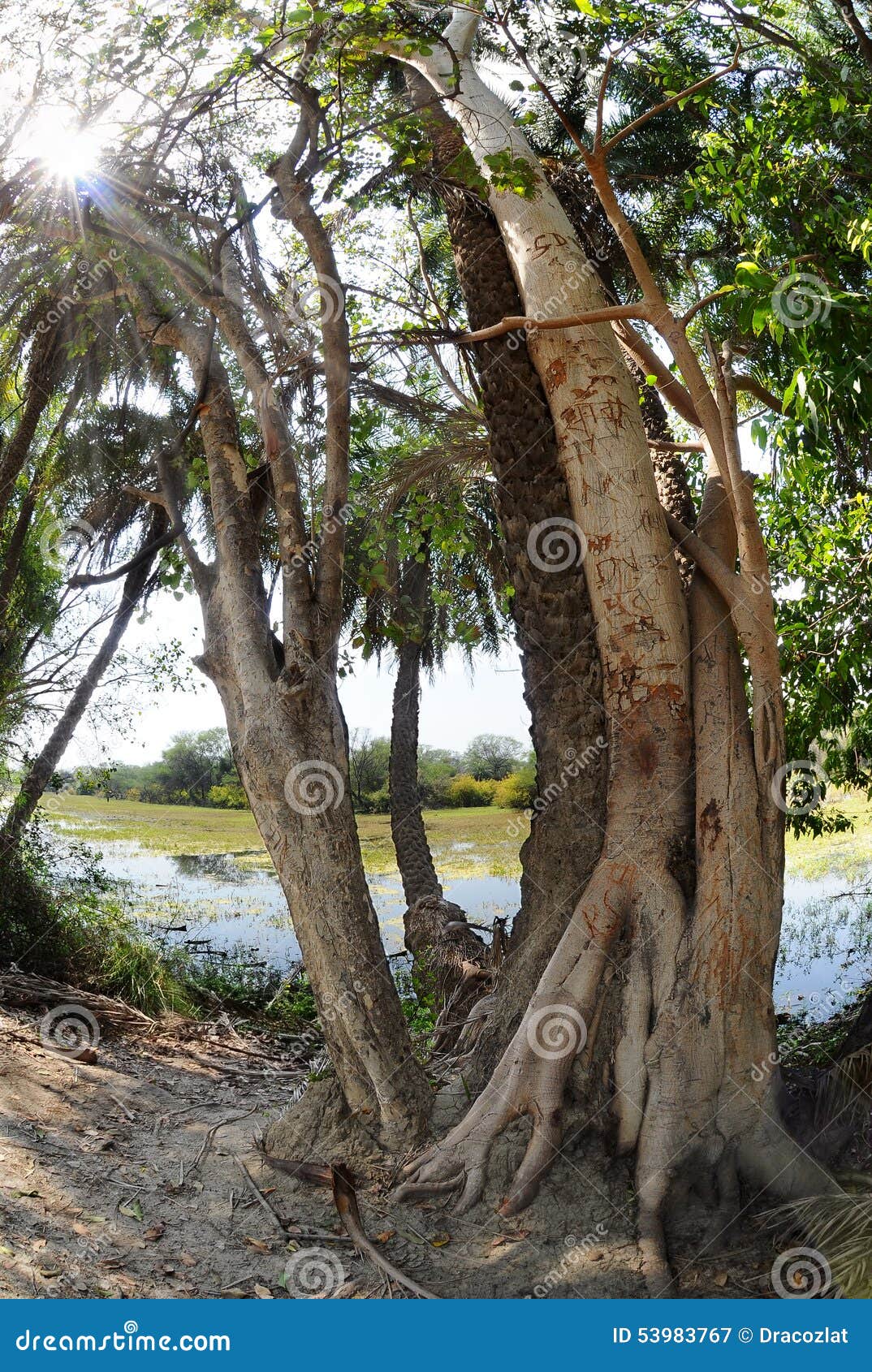 Ficus and palm trees stock image. Image of keoladeo, exotic - 53983767